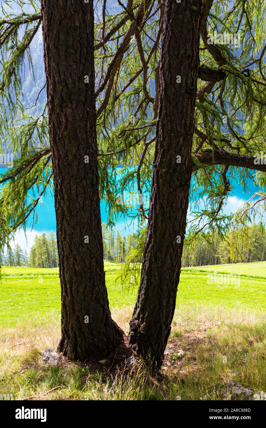 Two tree trunks Stock Photo - Alamy