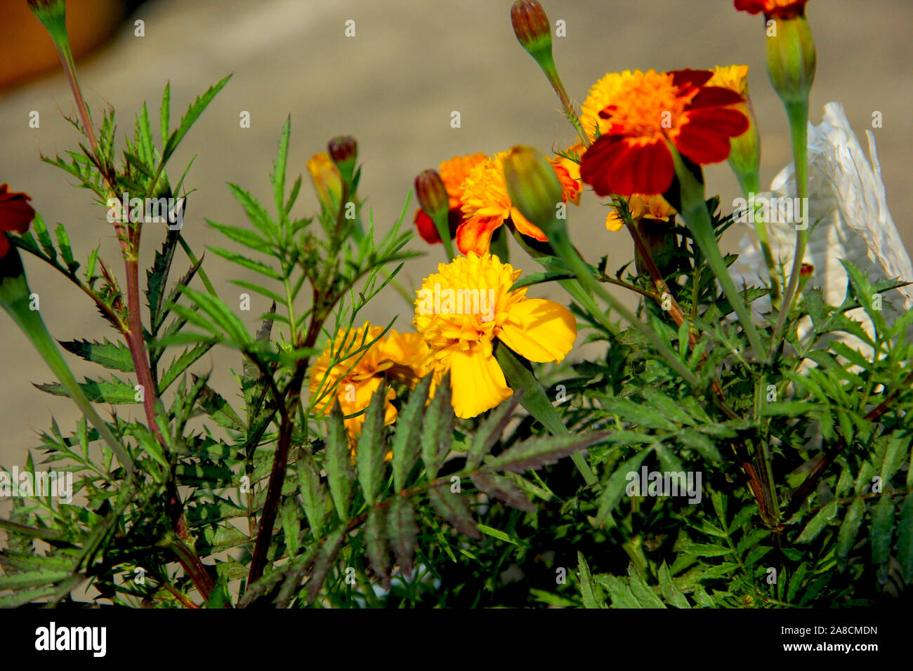 Indian Red Marigold Flower Stock Photo - Alamy