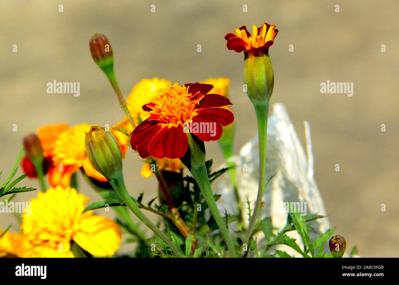 Indian Red Marigold Flower Stock Photo - Alamy