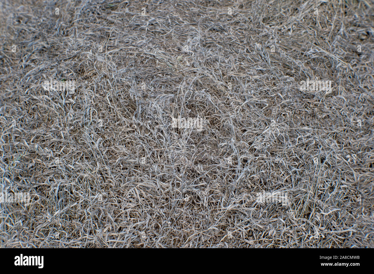 Natural background of dried grass gray-brown. Organic texture Stock ...