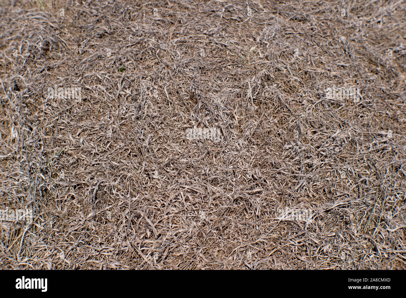 Natural background of dried grass brown. Organic texture Stock Photo ...