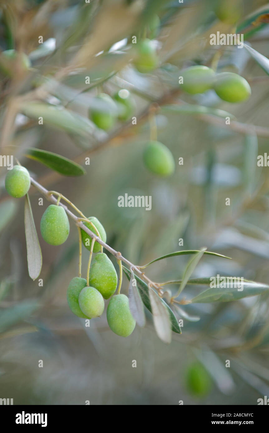 Young green olives dangling from the branches of a Mediterranean olive ...