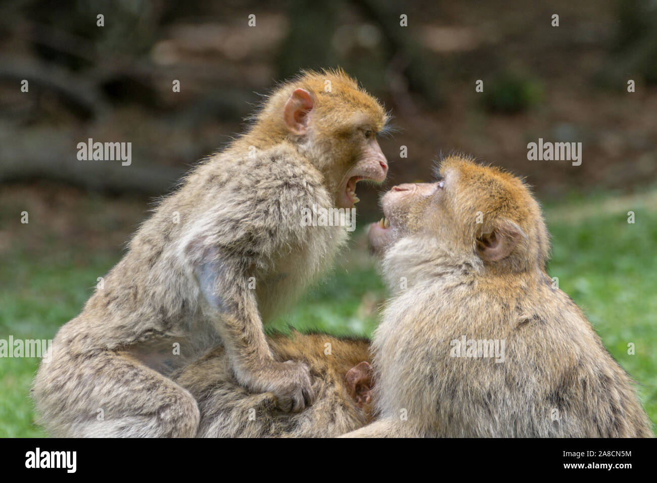 A Barbary Macaque, also known as a Barbary Ape in nature environment ...