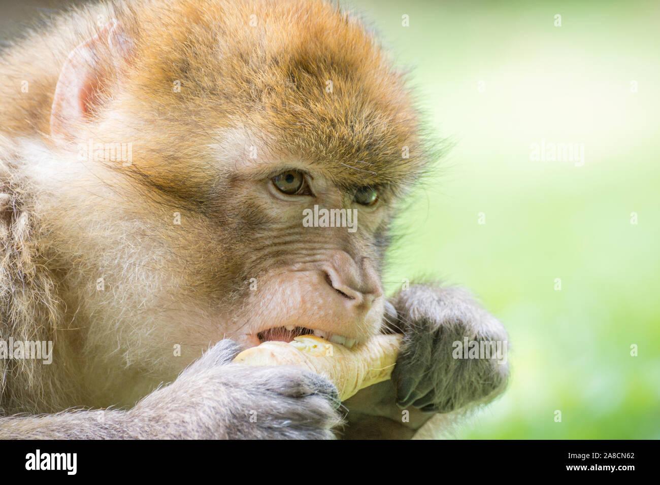 A Barbary Macaque, also known as a Barbary Ape in nature environment ...