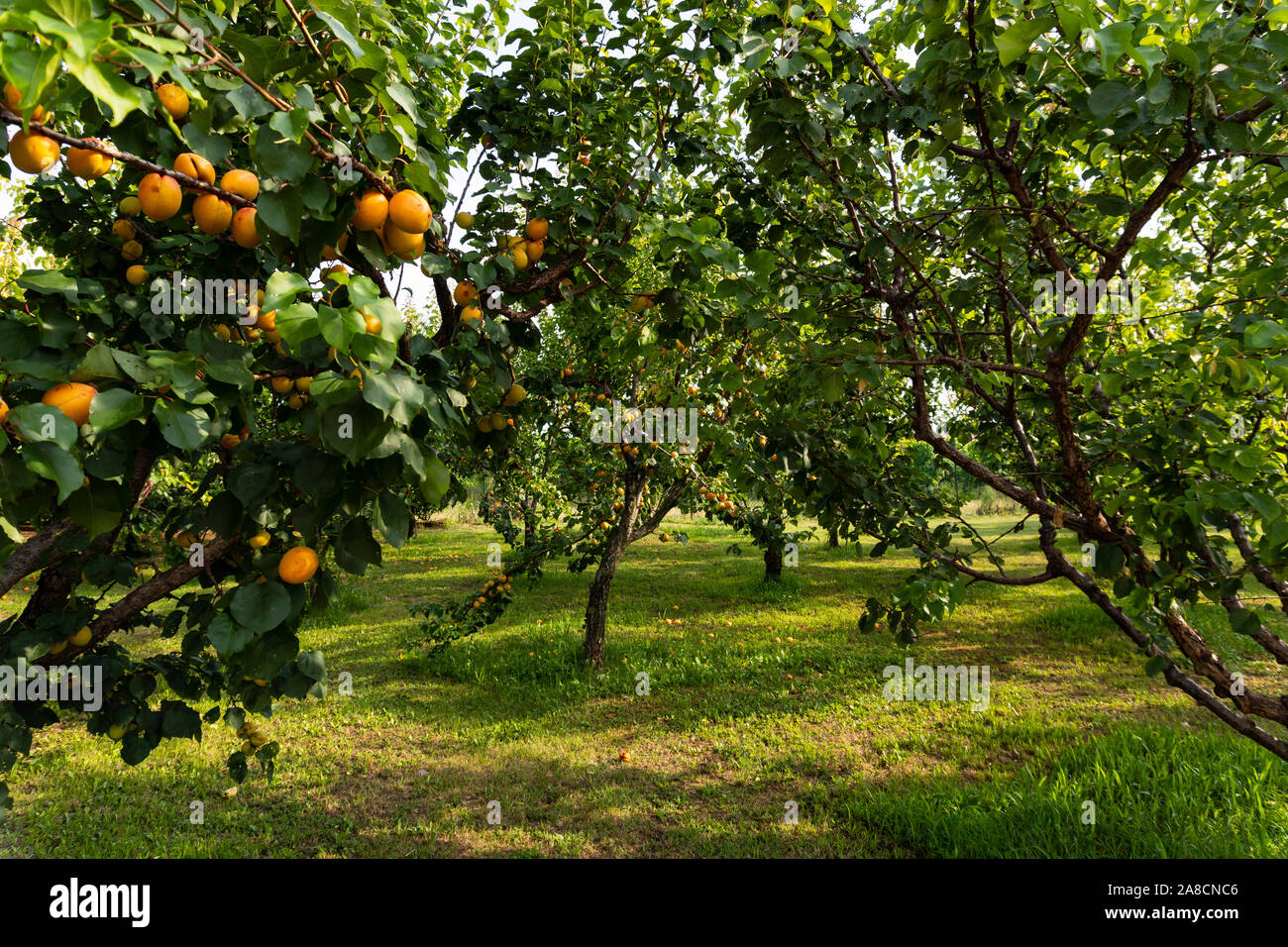 Apricot tree plantation hi-res stock photography and images - Alamy