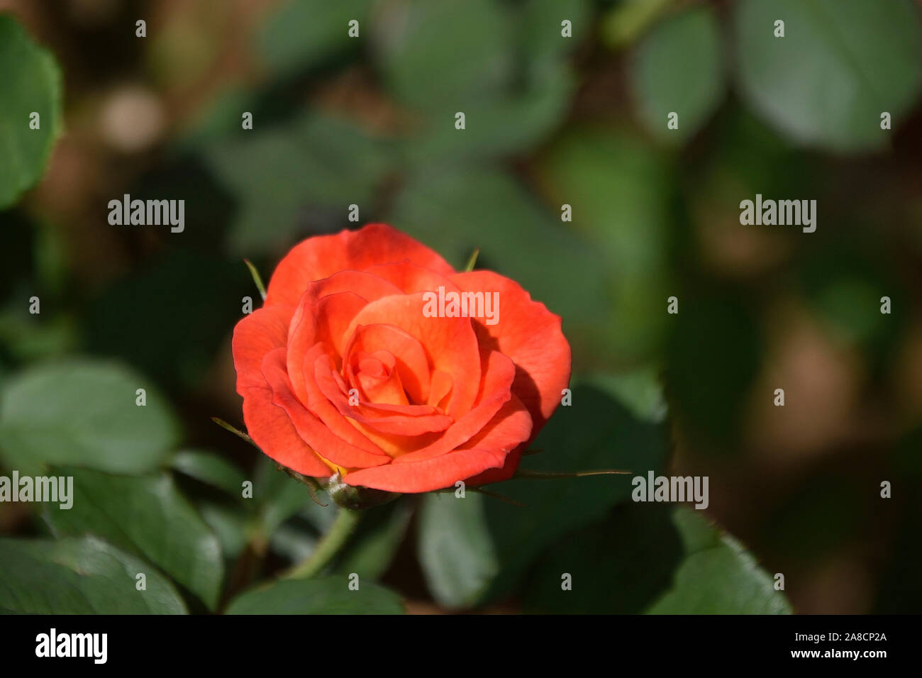 amazing rose flowers blooming in the garden Stock Photo - Alamy