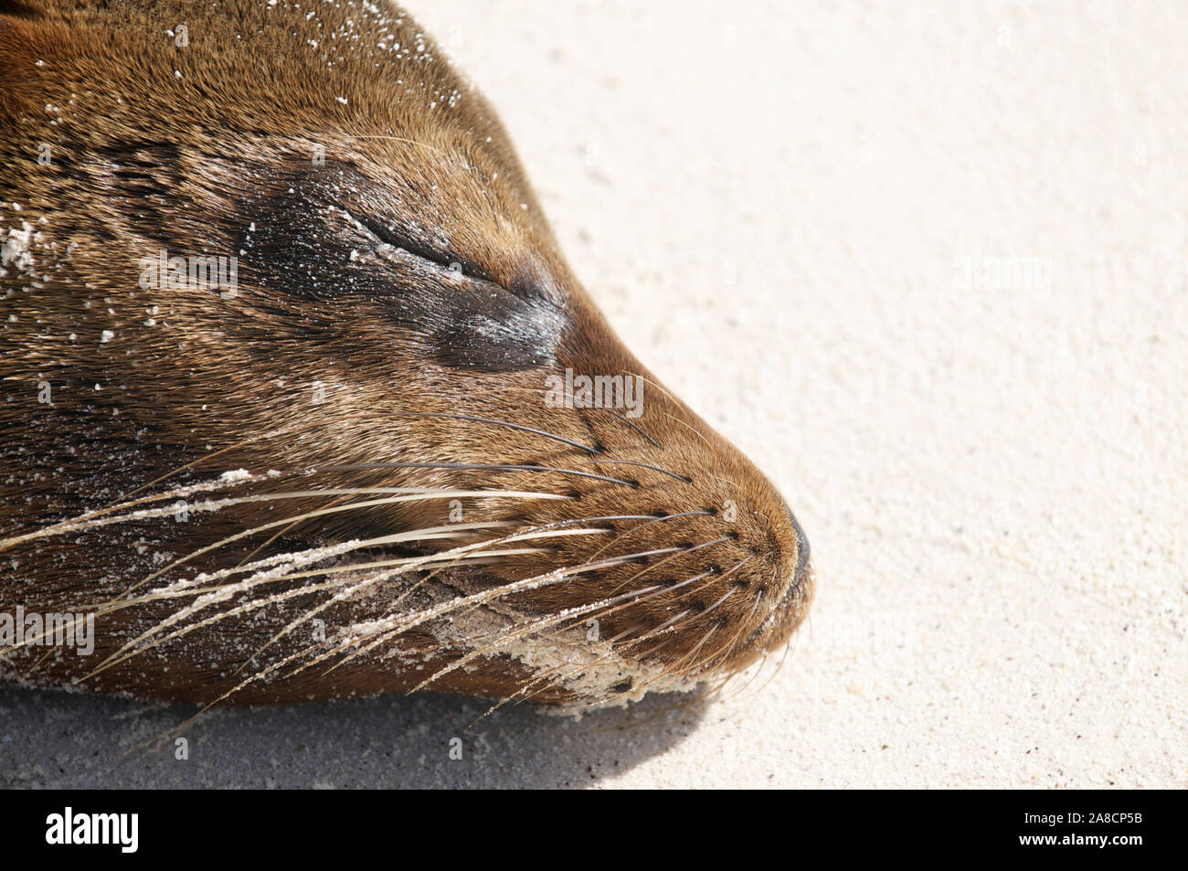Sleepy sealion snoozing on the soft white sand of a beach in the ...