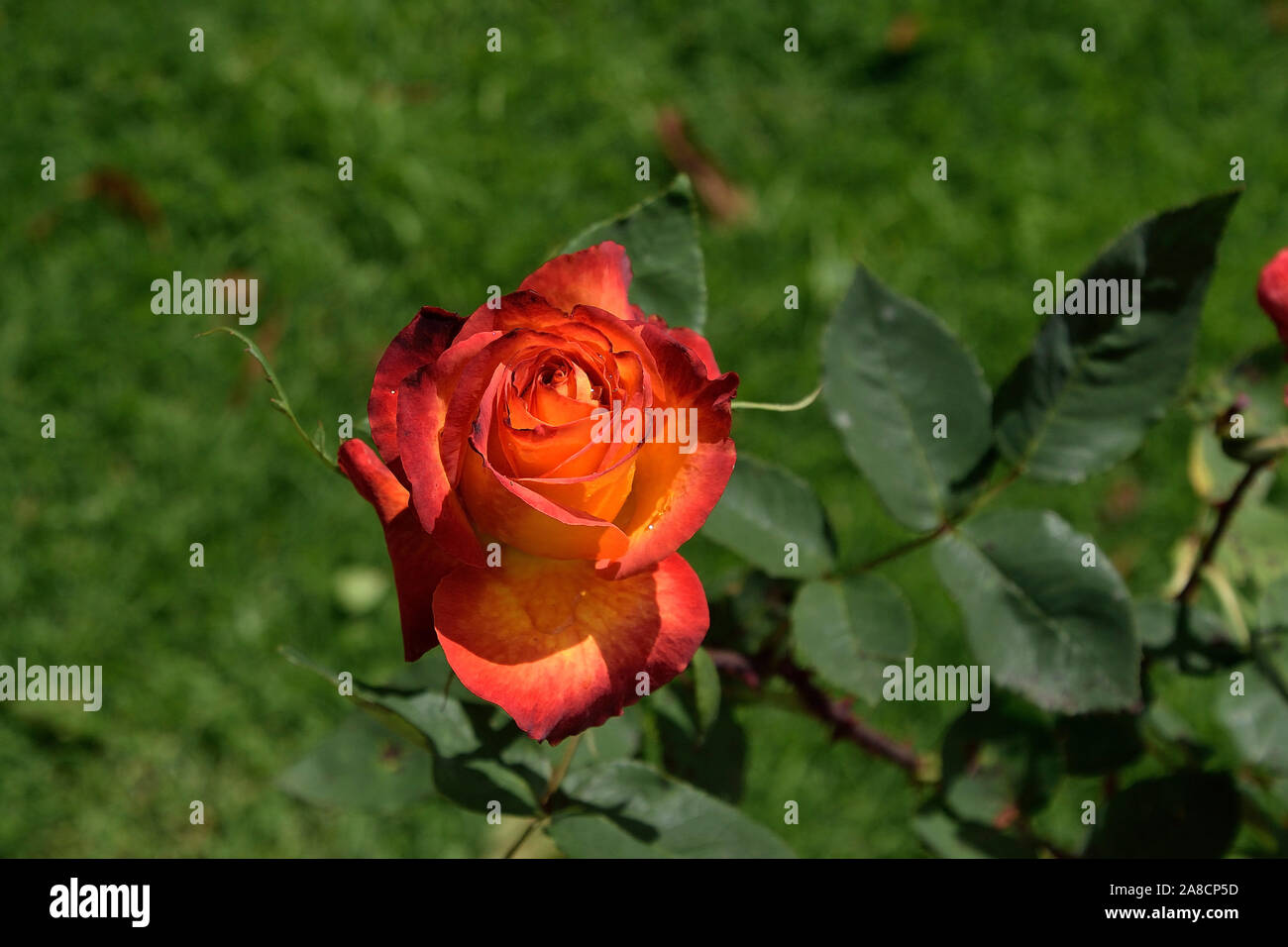 amazing rose flowers blooming in the garden Stock Photo - Alamy