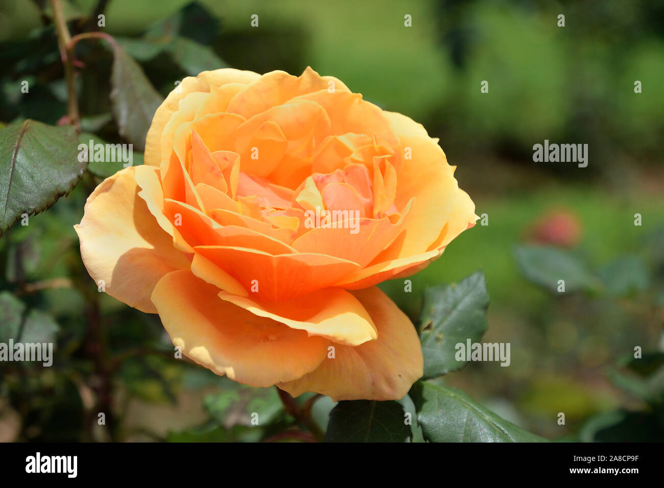 amazing rose flowers blooming in the garden Stock Photo - Alamy