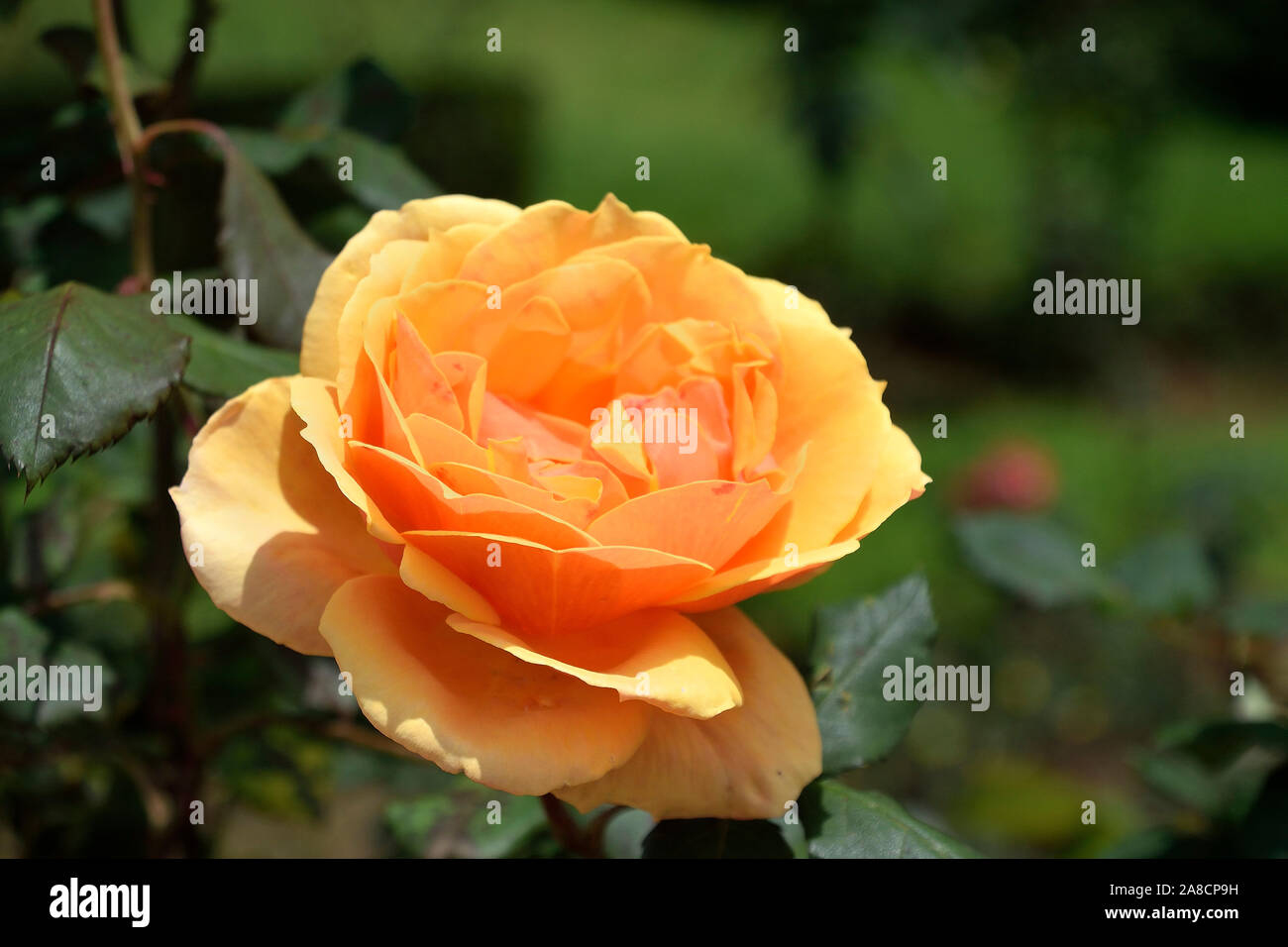 amazing rose flowers blooming in the garden Stock Photo - Alamy