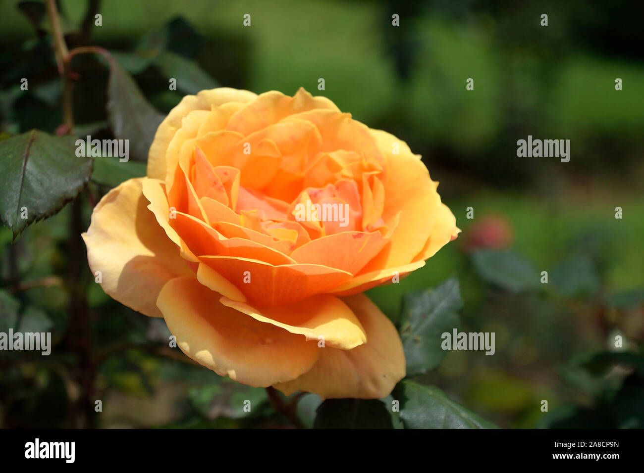 amazing rose flowers blooming in the garden Stock Photo - Alamy