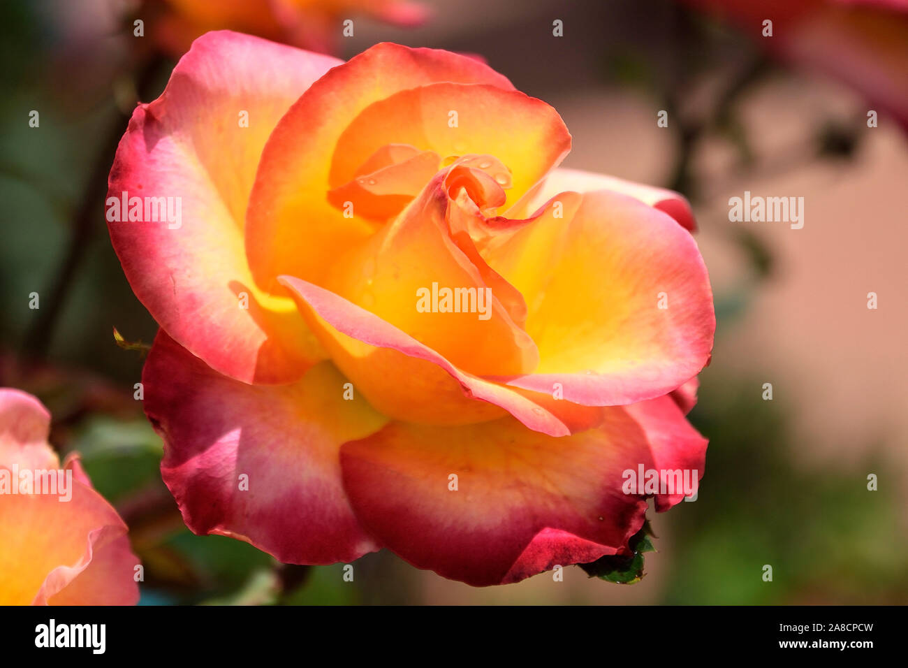 amazing rose flowers blooming in the garden Stock Photo - Alamy