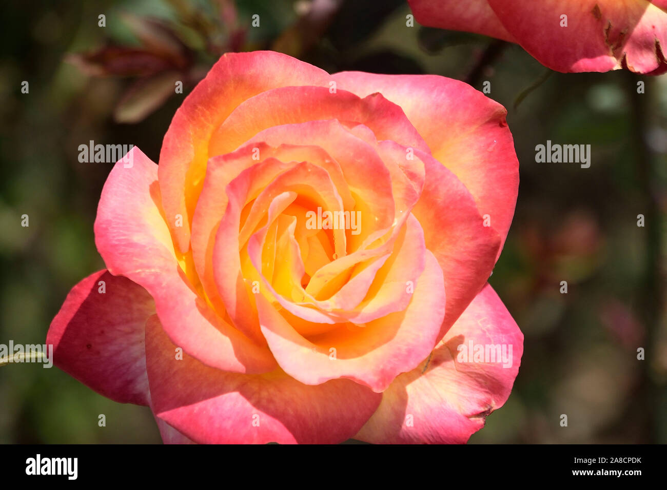 amazing rose flowers blooming in the garden Stock Photo - Alamy