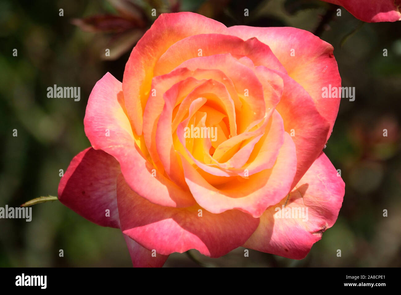amazing rose flowers blooming in the garden Stock Photo - Alamy