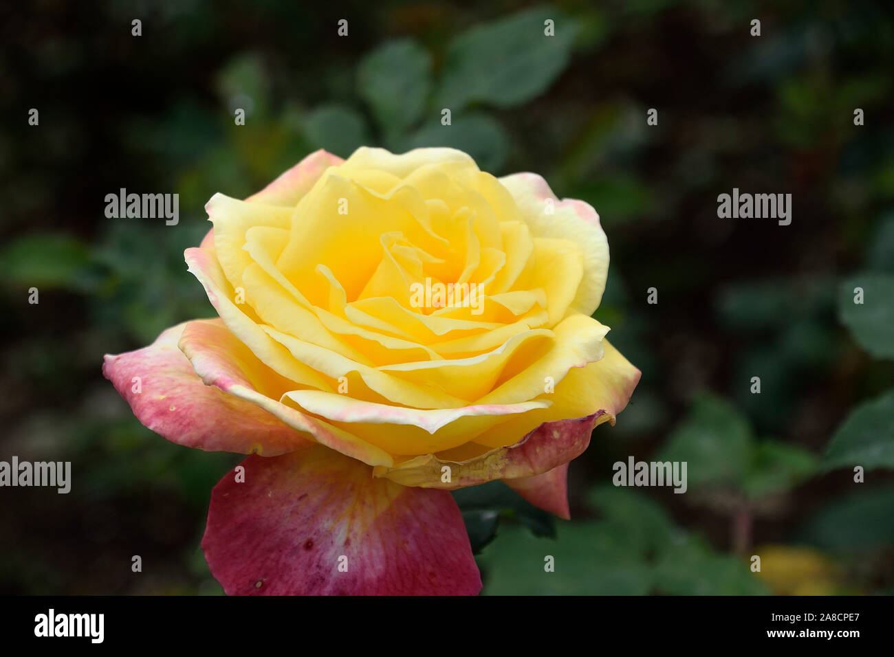 amazing rose flowers blooming in the garden Stock Photo - Alamy