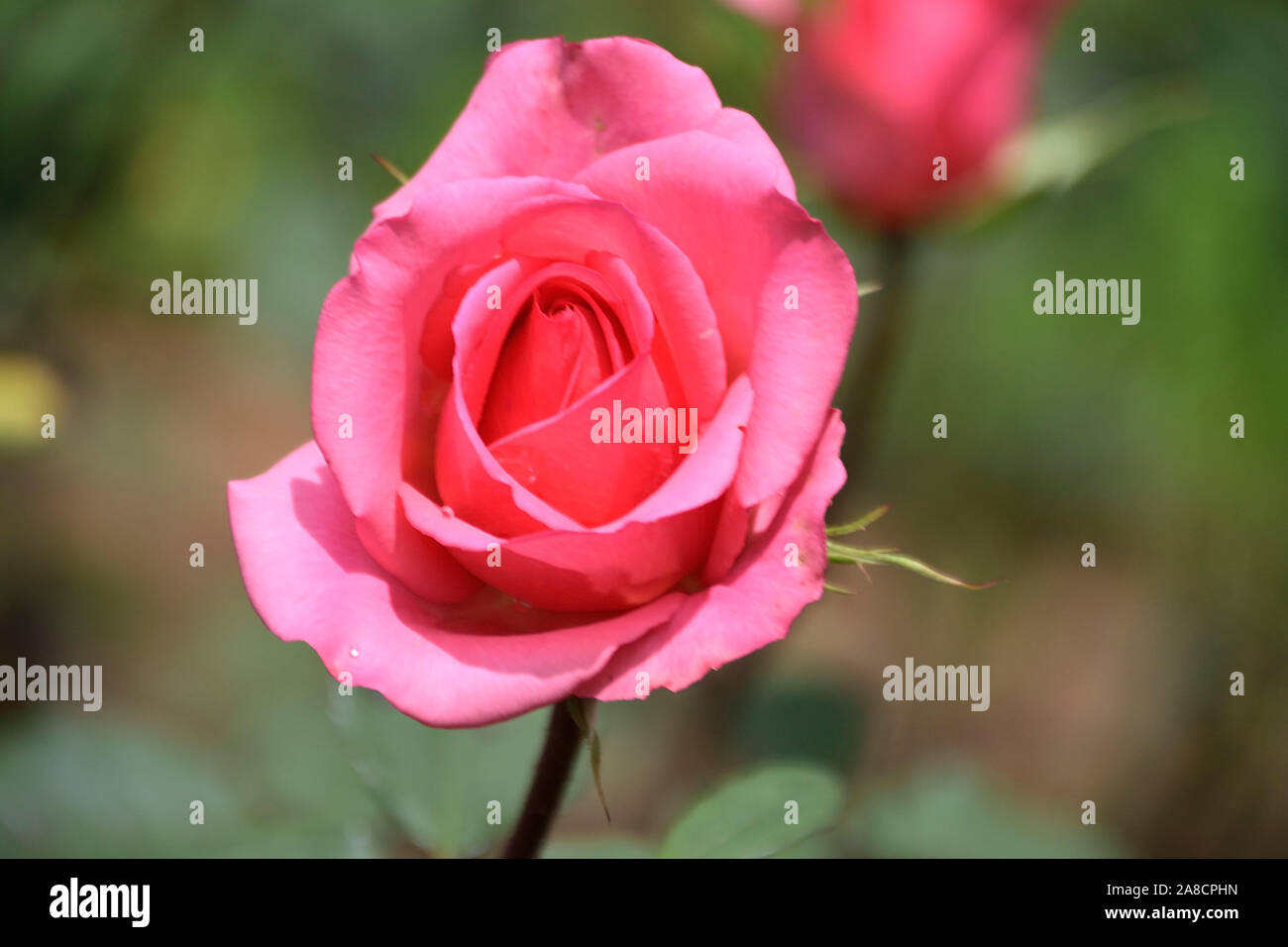 amazing rose flowers blooming in the garden Stock Photo - Alamy