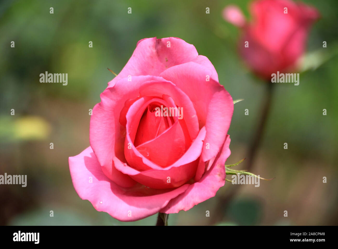 amazing rose flowers blooming in the garden Stock Photo - Alamy