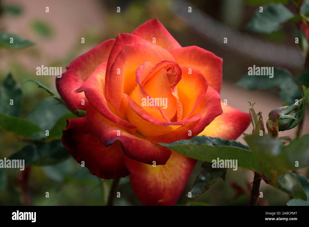amazing rose flowers blooming in the garden Stock Photo - Alamy