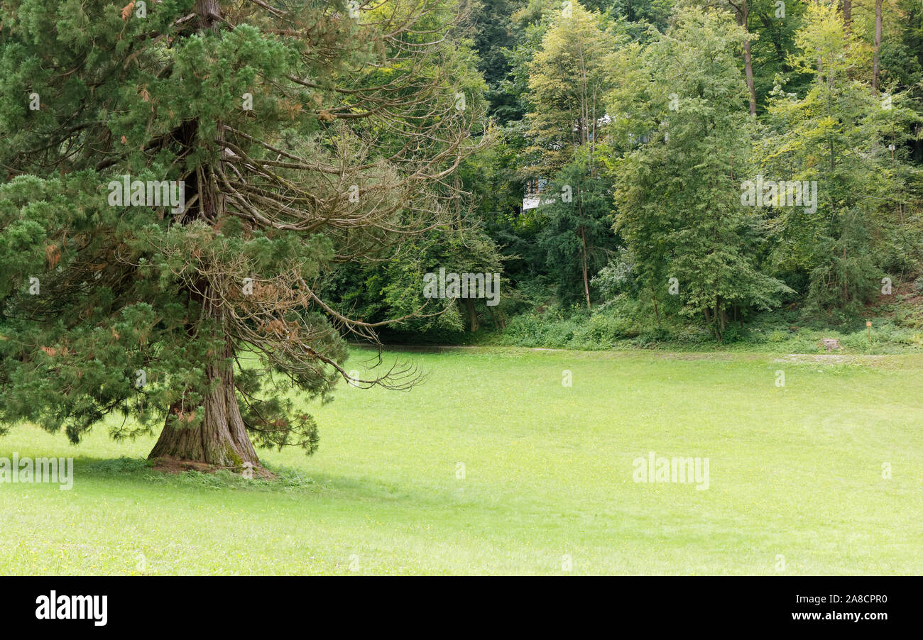 Centuries-old imposing giant tree in a meadow, with other trees in the ...