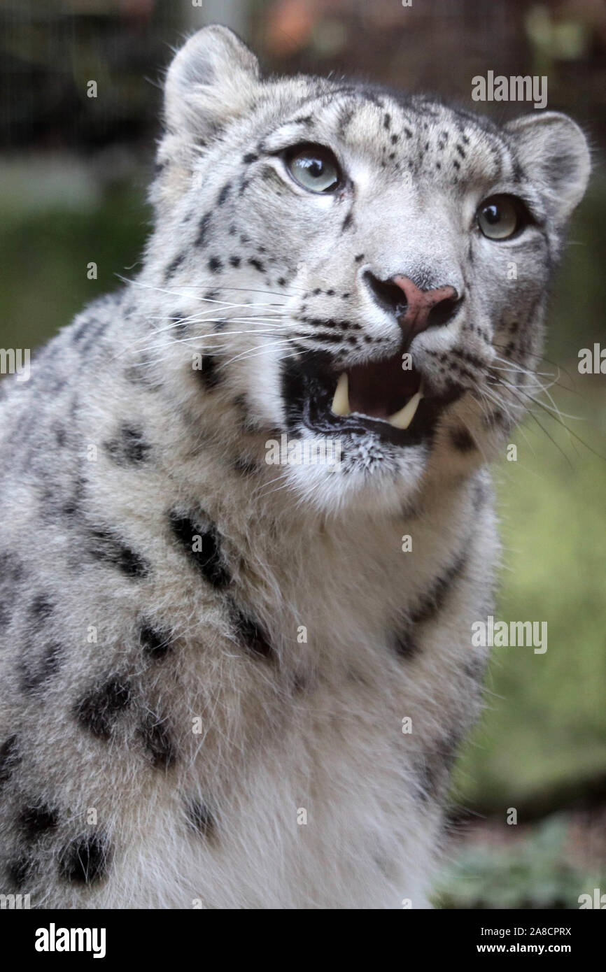 Snow leopards mountain hi-res stock photography and images - Alamy