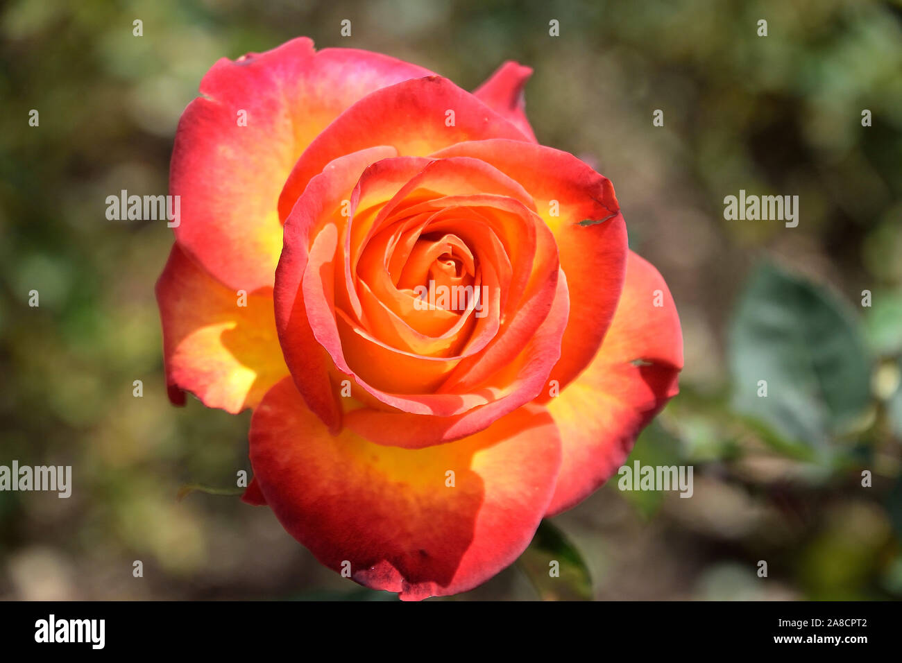 amazing rose flowers blooming in the garden Stock Photo - Alamy