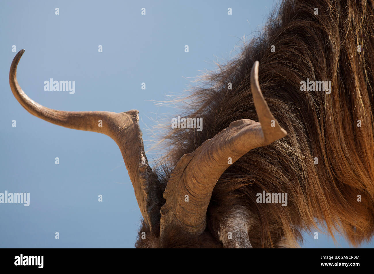Close-up of shaggy Mediterranean goat with long curly horns on the ...