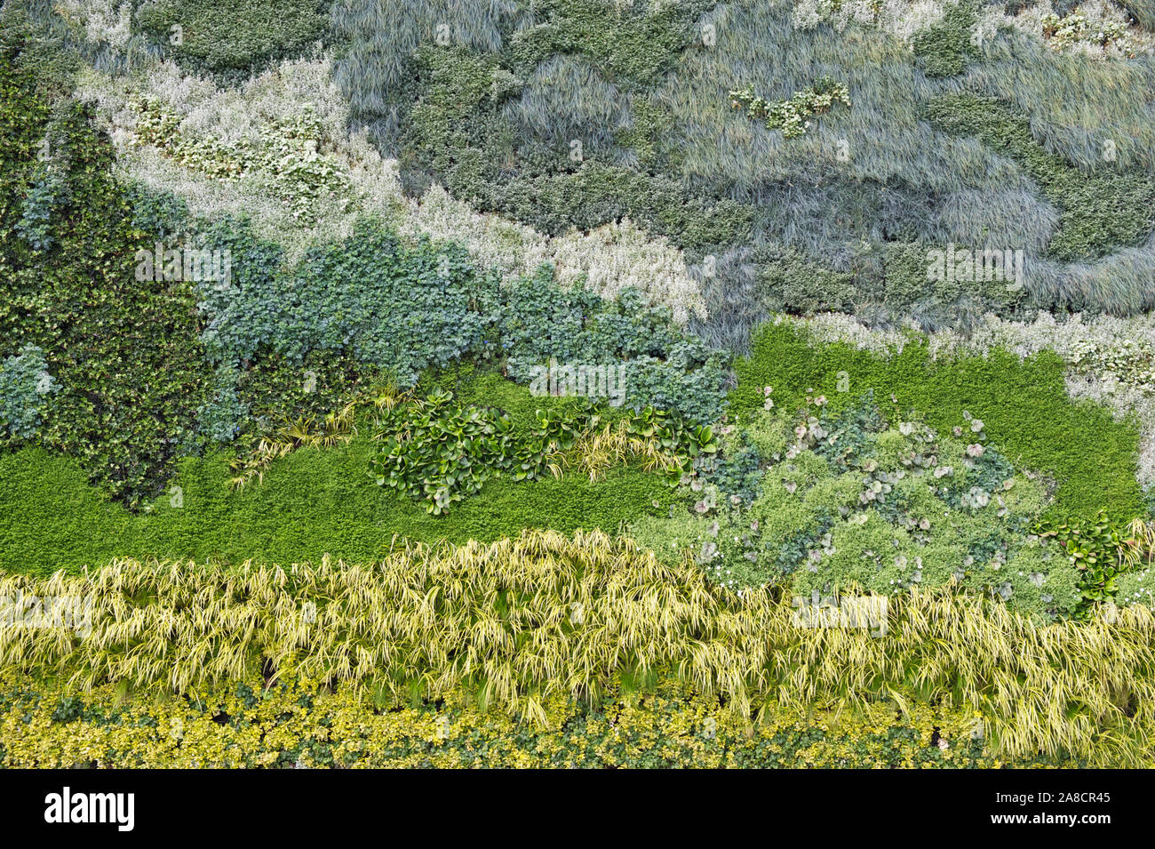 Full frame background of wall of natural greenery Stock Photo - Alamy