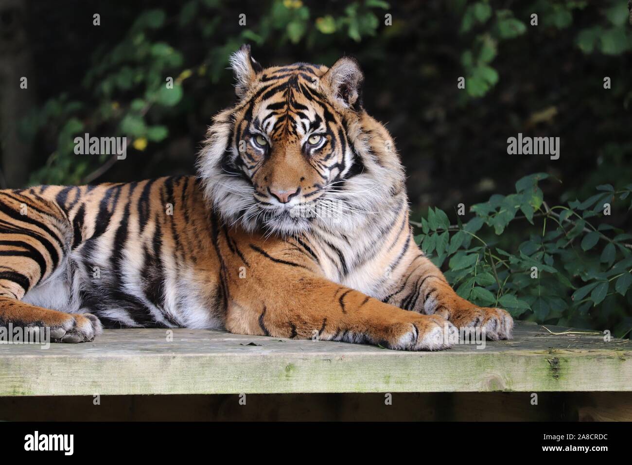 Female Sumatran Tiger, Daseep (Panthera tigris sumatrae Stock Photo - Alamy