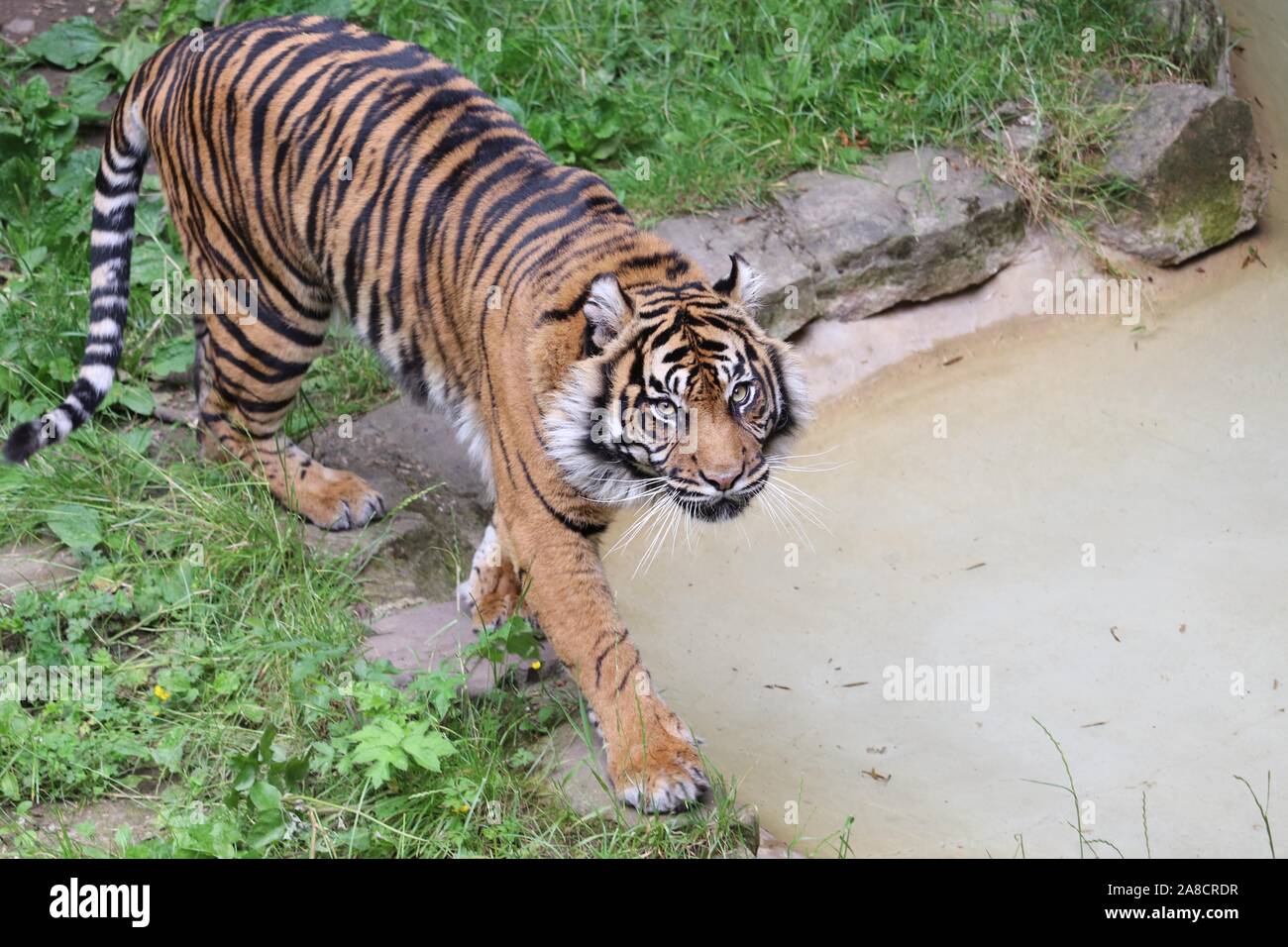Female sumatran tiger panthera tigris hi-res stock photography and images - Alamy