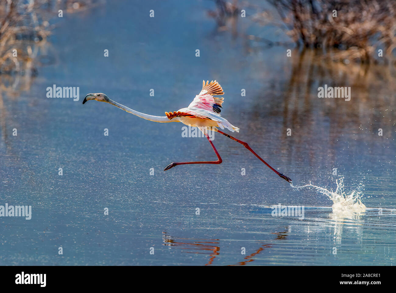 Greater Flamingo Taking Off Stock Photo - Alamy