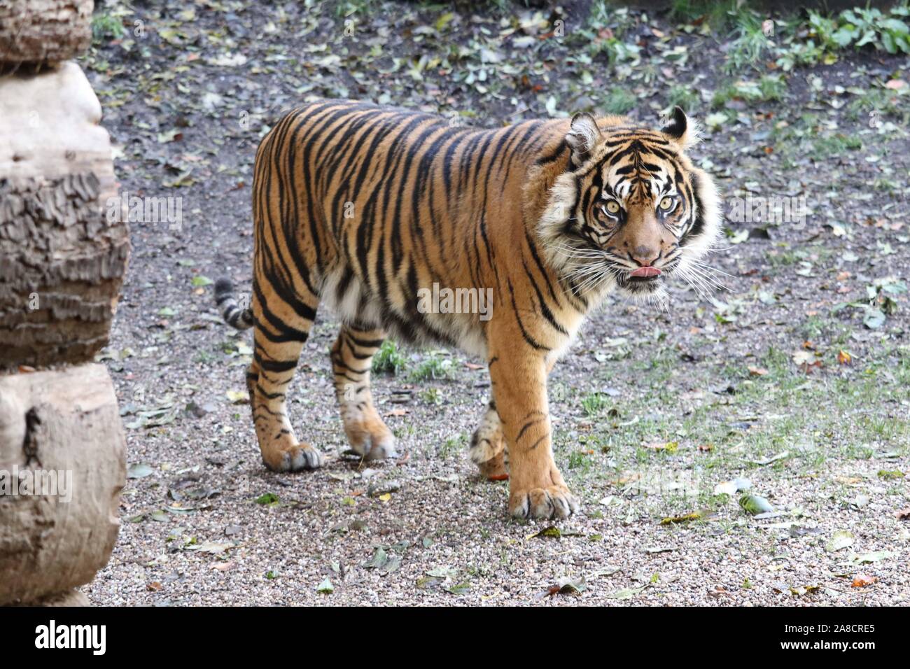 Female Sumatran Tiger, Daseep (Panthera tigris sumatrae Stock Photo - Alamy