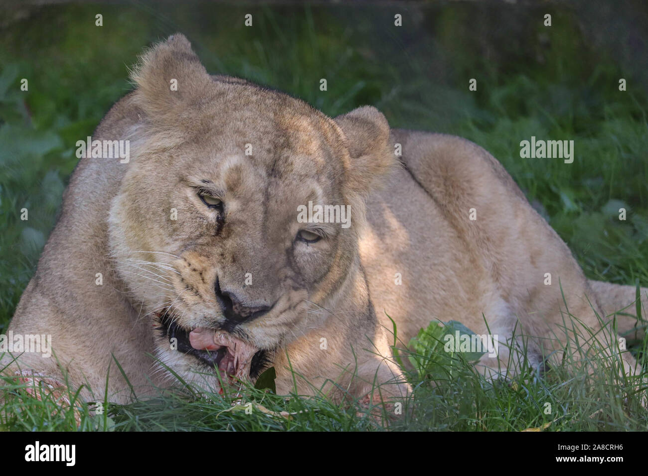 Female Asiatic Lion, Kumari (Panthera leo persica Stock Photo - Alamy