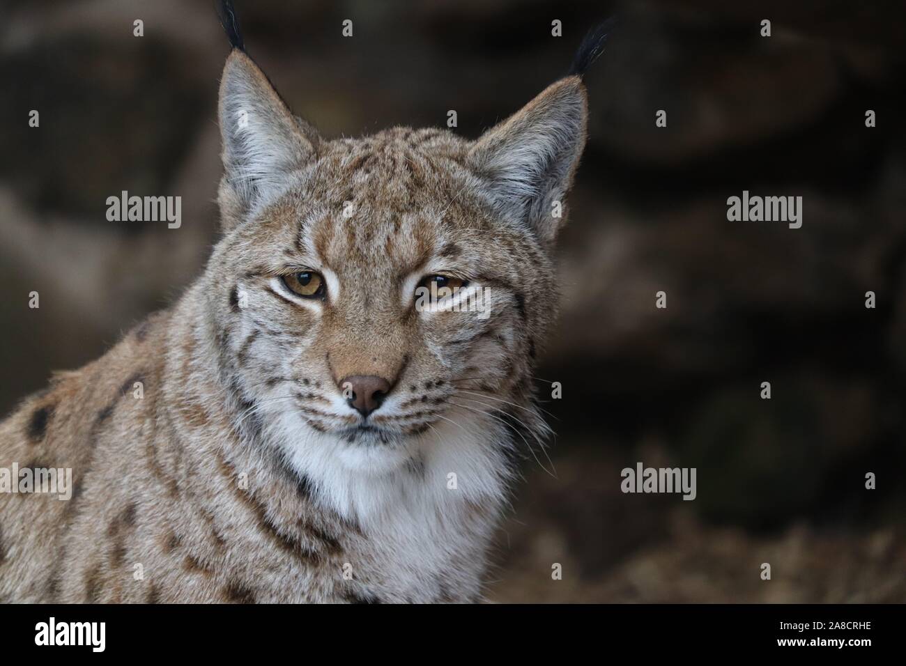 Male Carpathian Lynx, Dakota (Lynx lynx carpathicus Stock Photo - Alamy