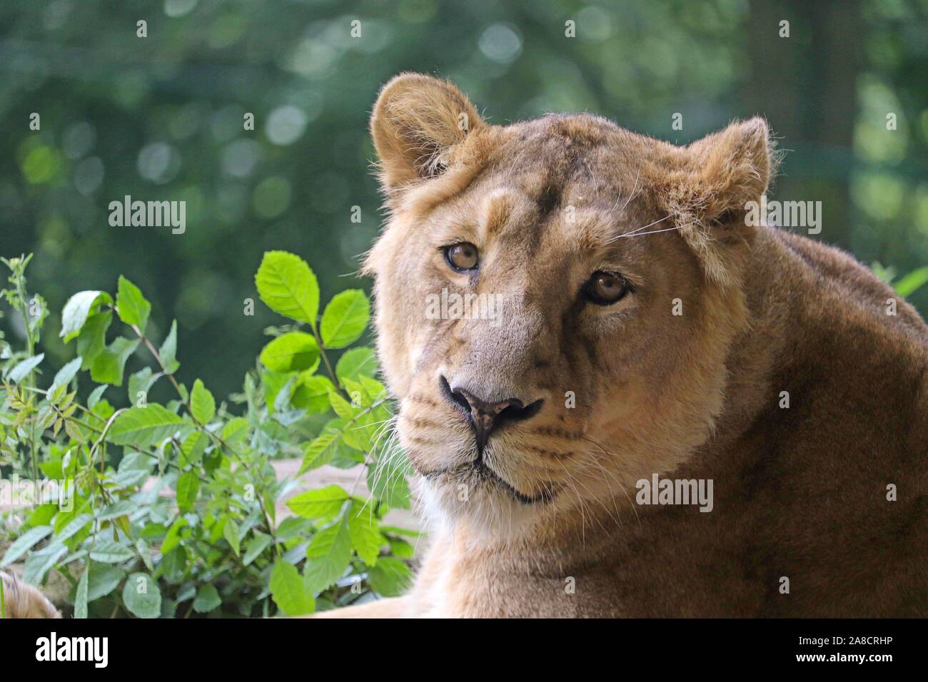 Female Asiatic Lion, Asha (Panthera leo persica Stock Photo - Alamy