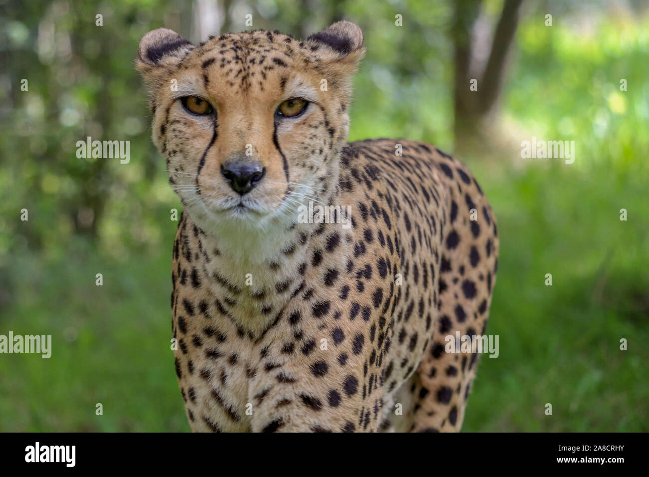 Northeast african cheetah hi-res stock photography and images - Alamy
