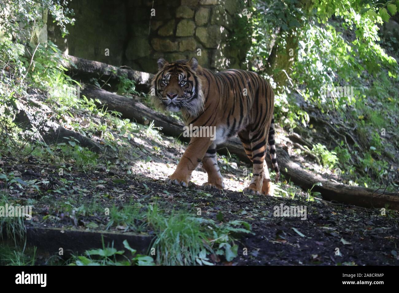 Male sumatran tiger predator hi-res stock photography and images - Alamy