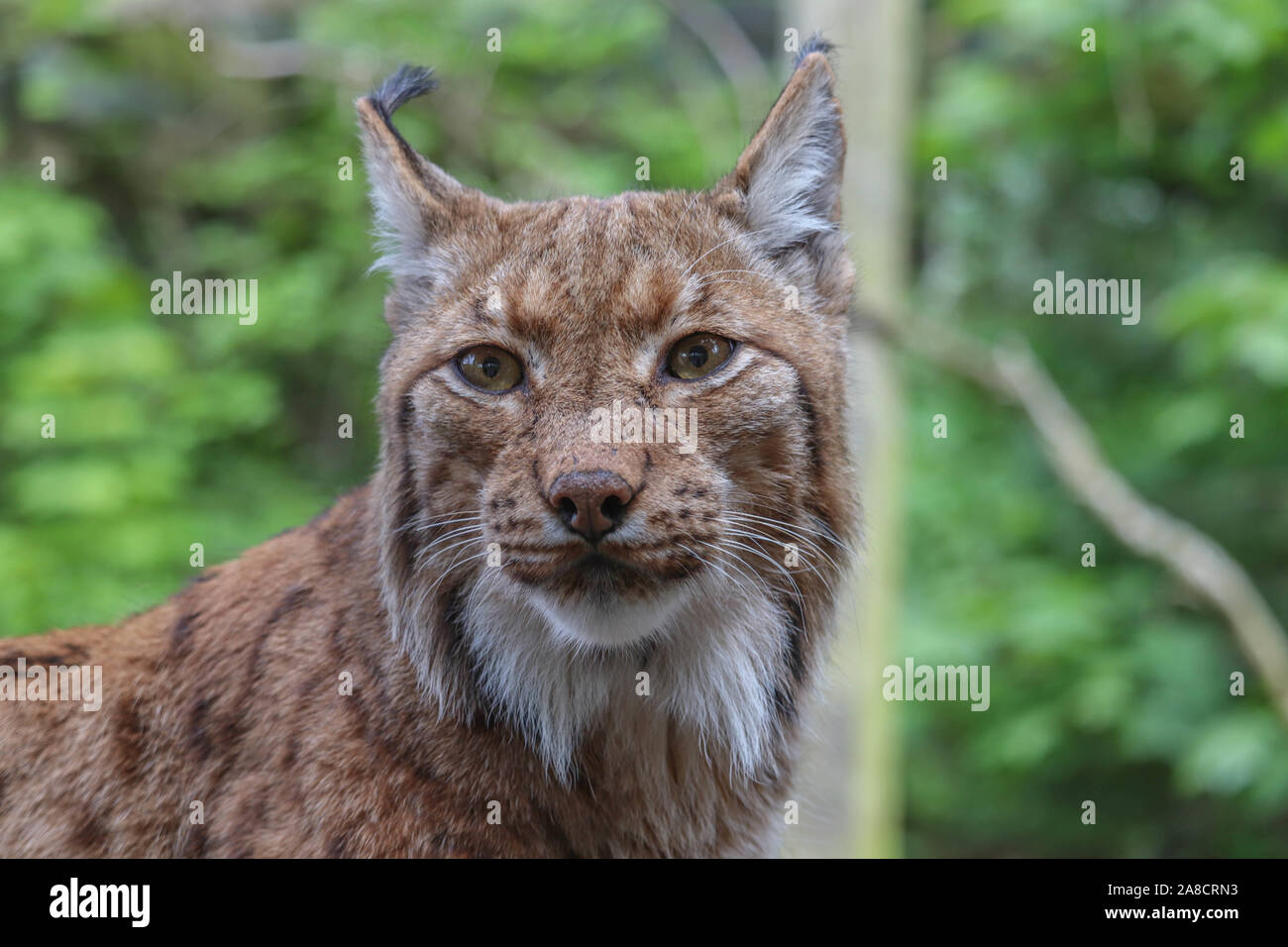 Male Carpathian Lynx, Dave (Lynx lynx carpathicus Stock Photo - Alamy
