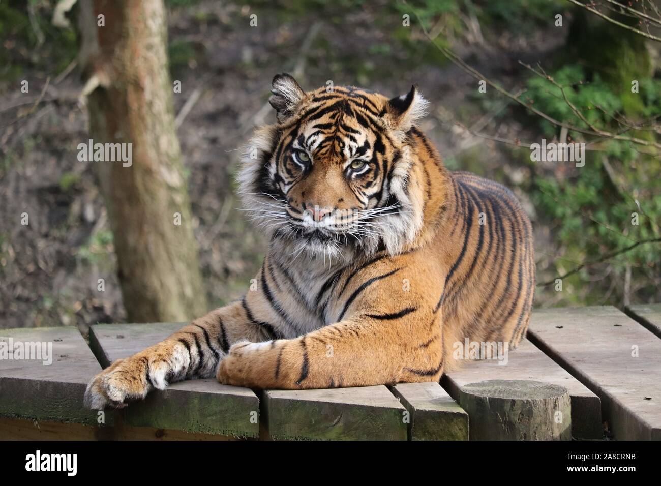 Female Sumatran Tiger, Daseep (Panthera tigris sumatrae Stock Photo - Alamy