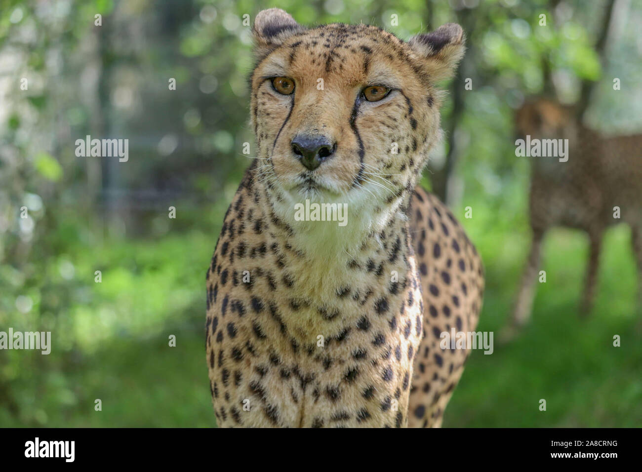 Northeast africa cheetah hi-res stock photography and images - Alamy