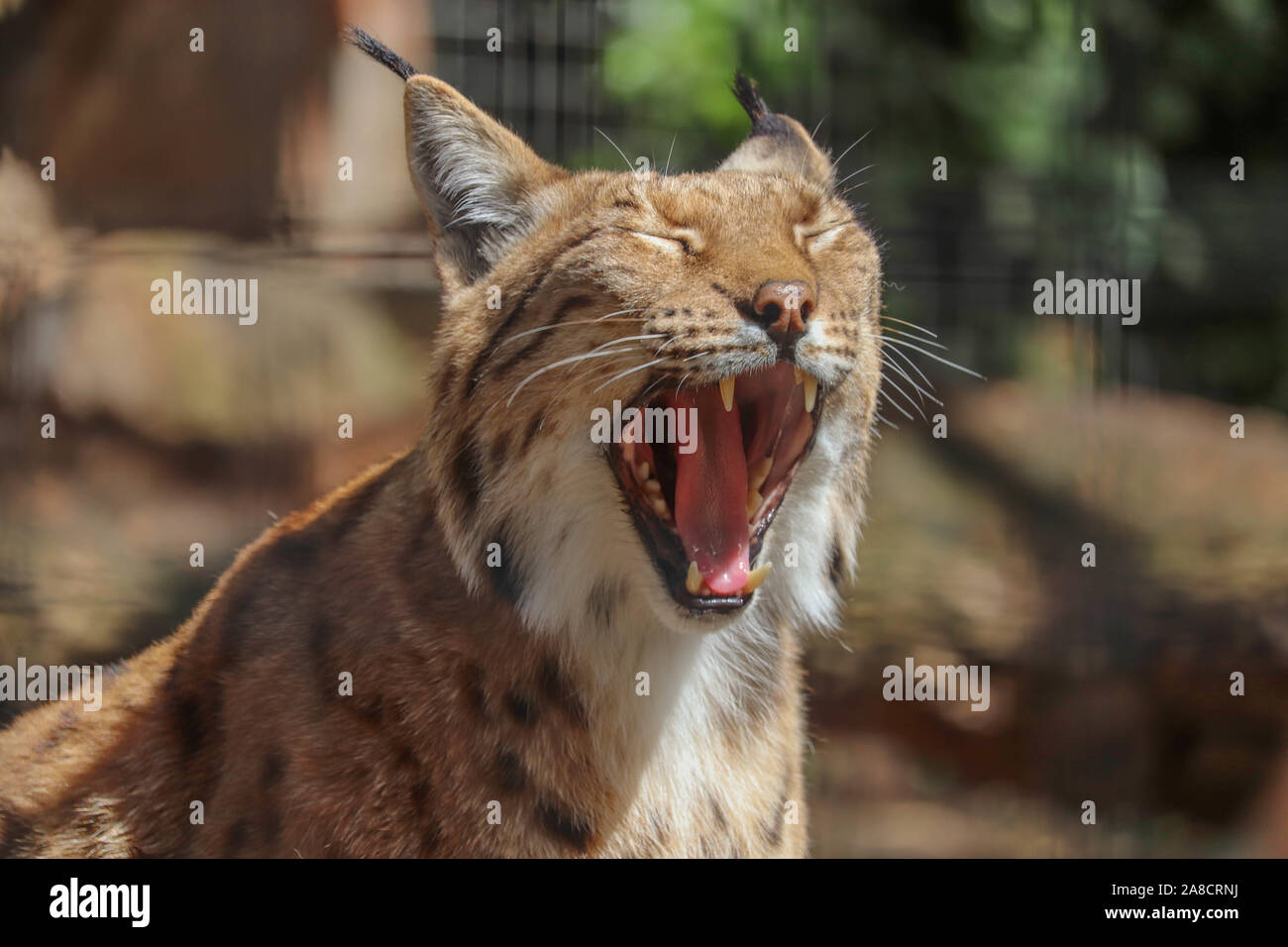 Female Carpathian Lynx, Daisy (Lynx lynx carpathicus Stock Photo - Alamy