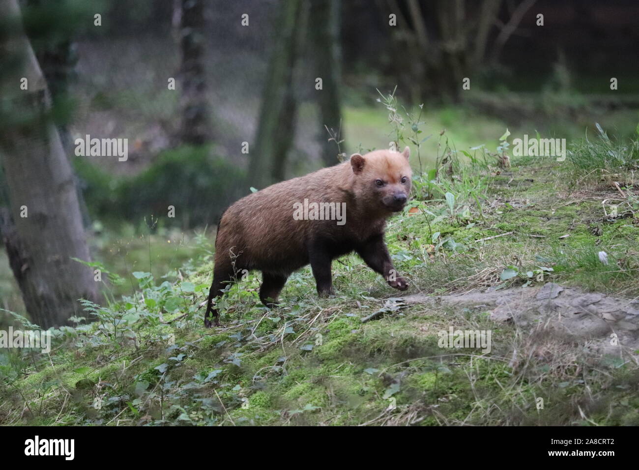 Female Bush Dog (Speothos venaticus Stock Photo - Alamy
