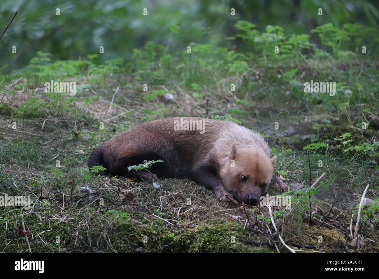 Female Bush Dog (Speothos venaticus Stock Photo - Alamy