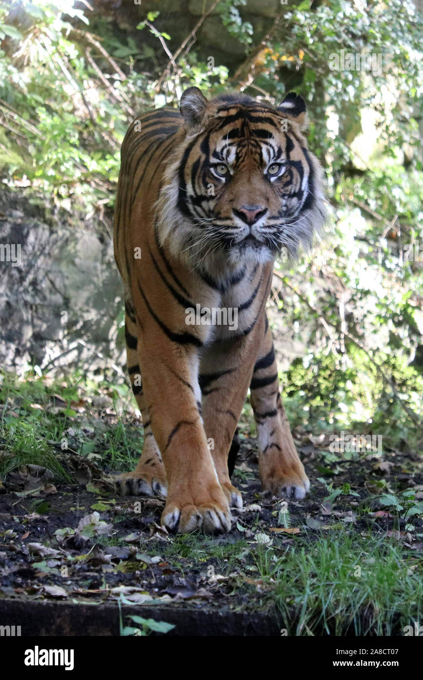 Big male tiger hi-res stock photography and images - Alamy