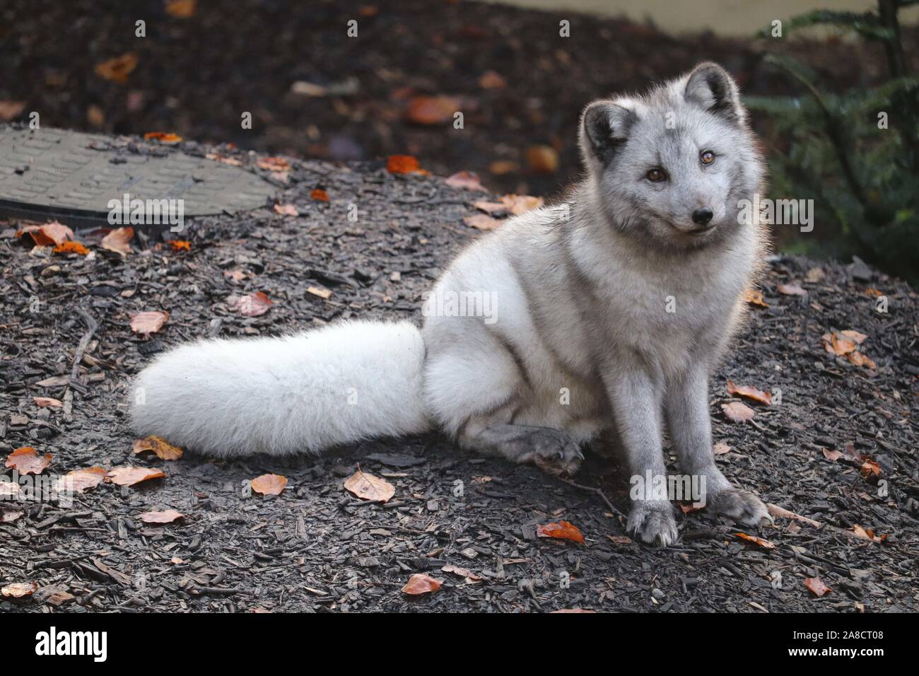 Male Arctic Fox (Vulpes lagopus Stock Photo - Alamy