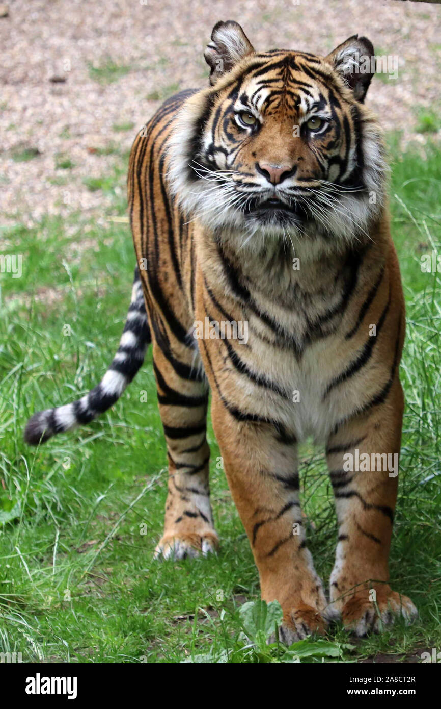 Female Sumatran Tiger, Daseep (Panthera tigris sumatrae Stock Photo - Alamy