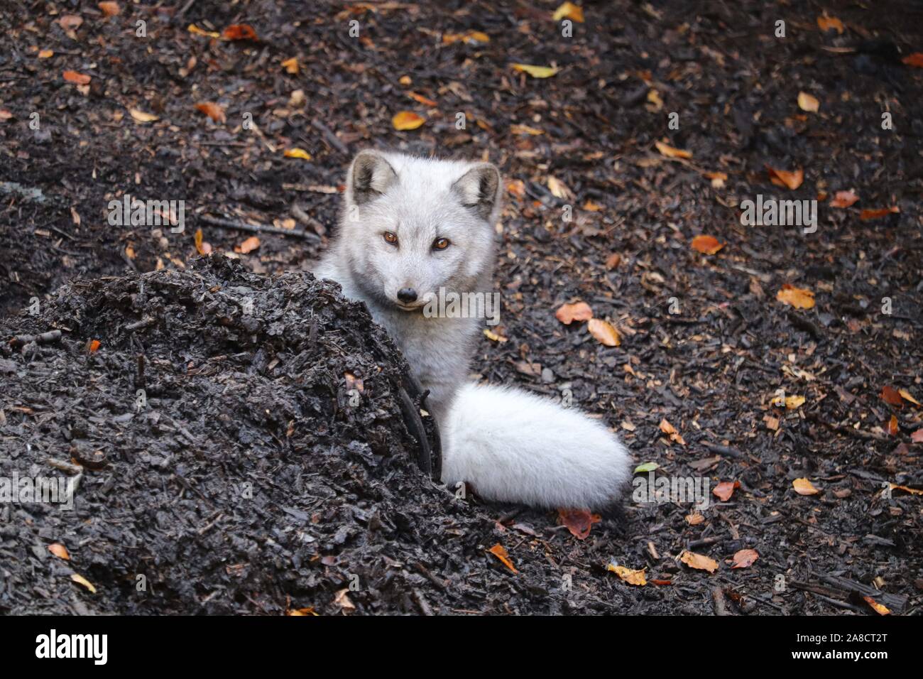 Male Arctic Fox (Vulpes lagopus Stock Photo - Alamy