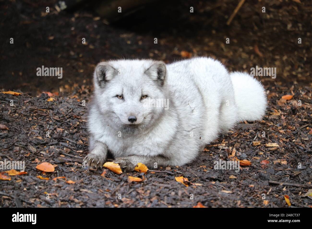 Male Arctic Fox (Vulpes lagopus Stock Photo - Alamy
