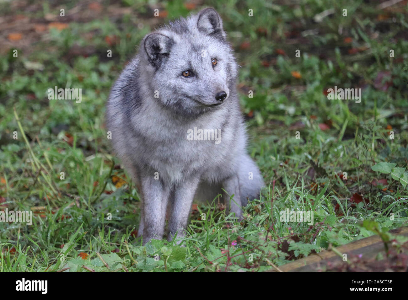 Male Arctic Fox (Vulpes lagopus Stock Photo - Alamy