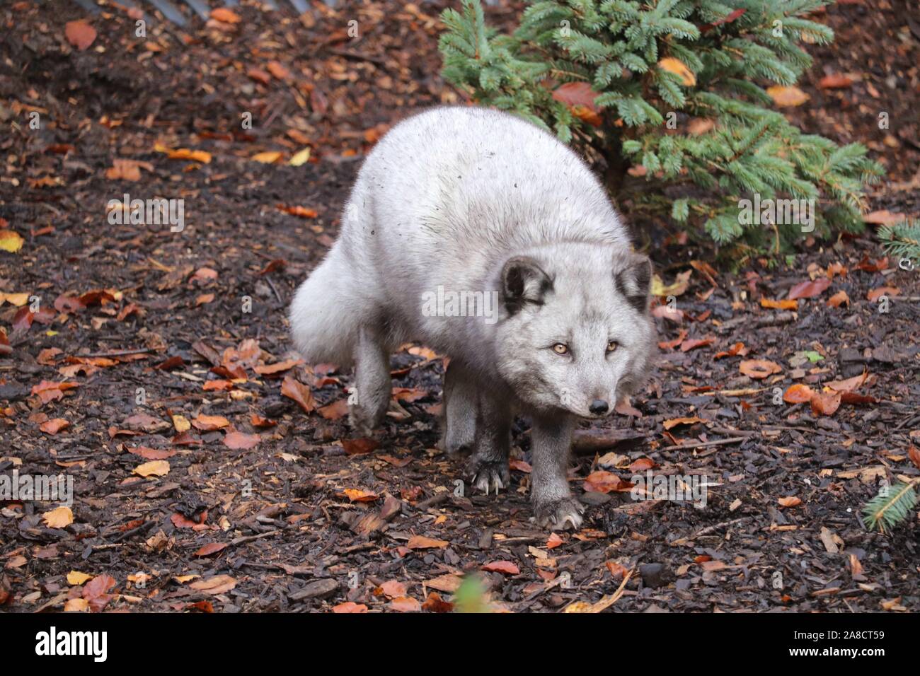 Male Arctic Fox (Vulpes lagopus Stock Photo - Alamy