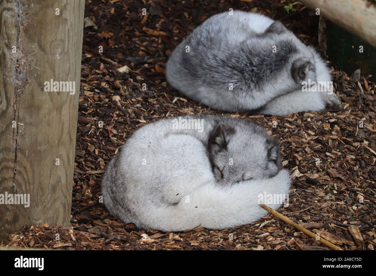 Male Arctic Fox (Vulpes lagopus Stock Photo - Alamy